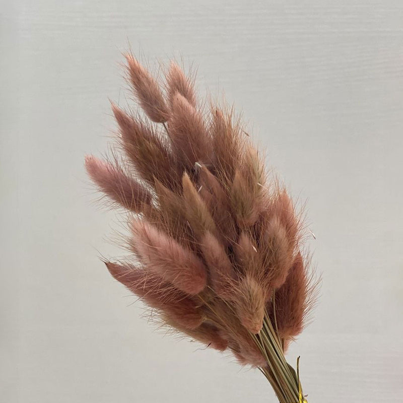 Handcrafted Dried Bunny Tails Flower Decor Bunch – Zwende