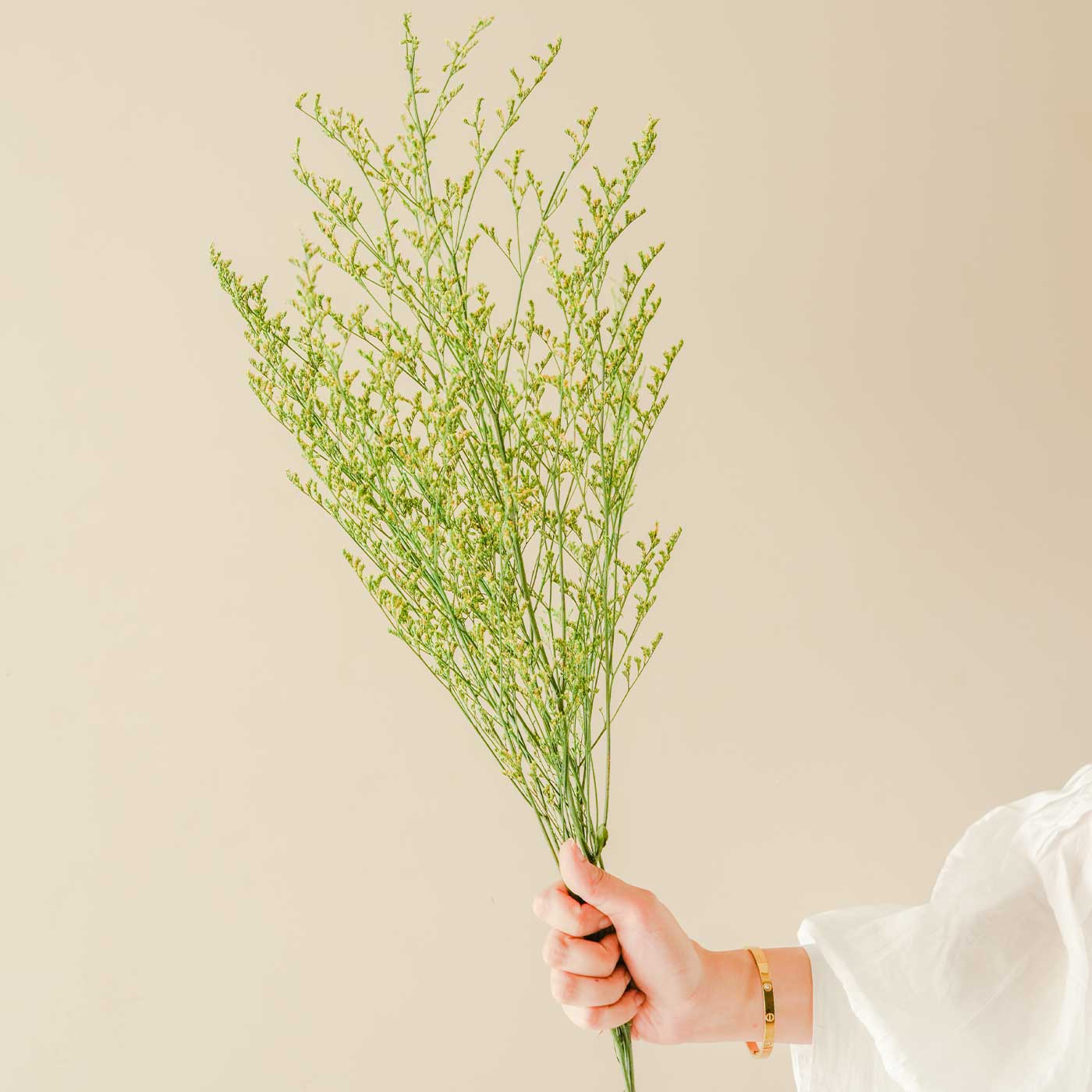 Buy Green Limonium Dried Flower Online On Zwende